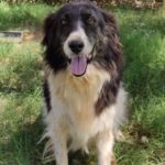 Friends of The Strays of Greece - Animal Charity