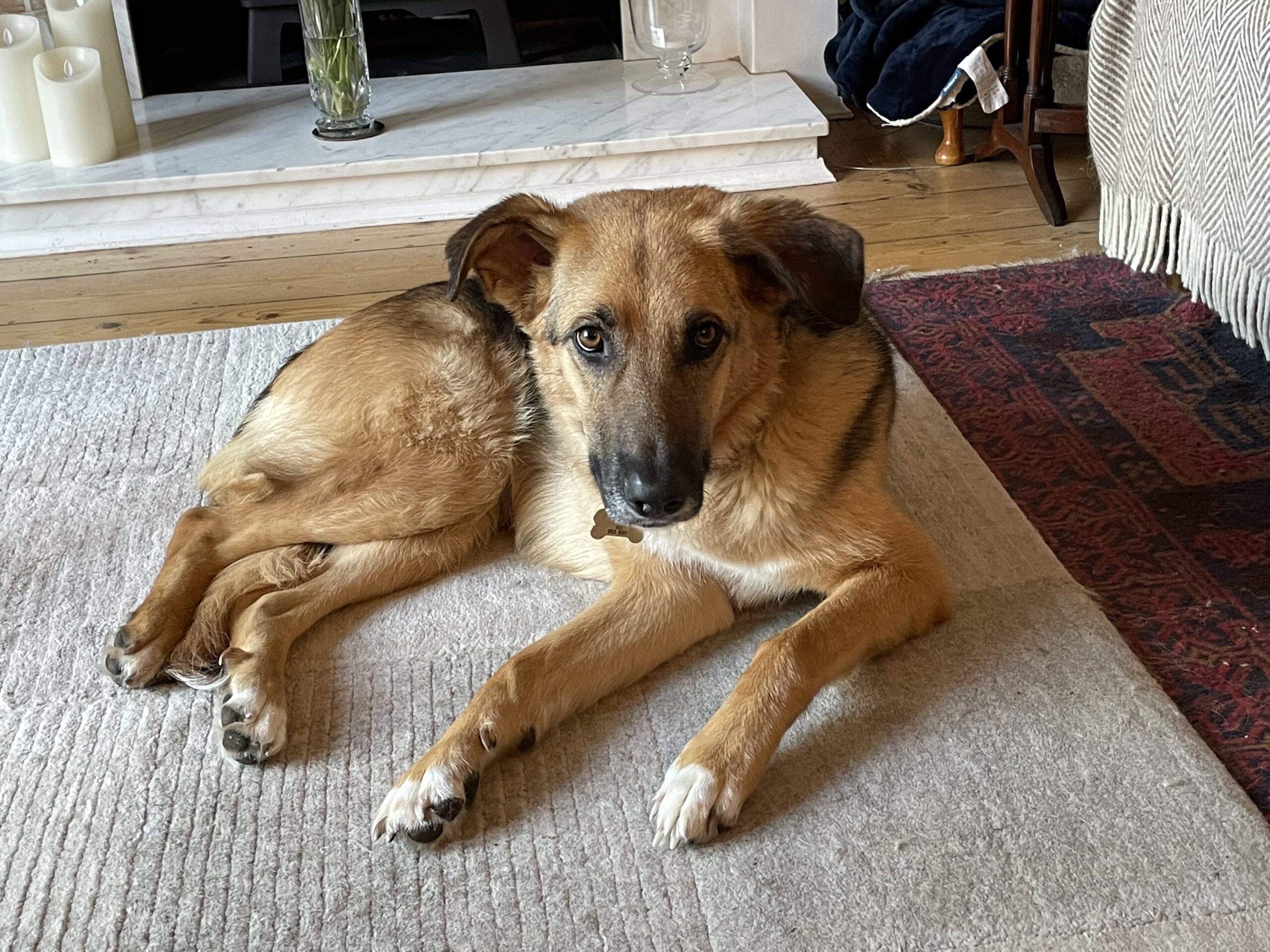 Success Stories - what our owners say - Friends of the Strays of Greece